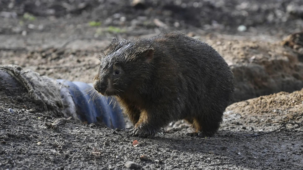 What are wombats? A guide to Australia’s den-digging marsupial - One ...