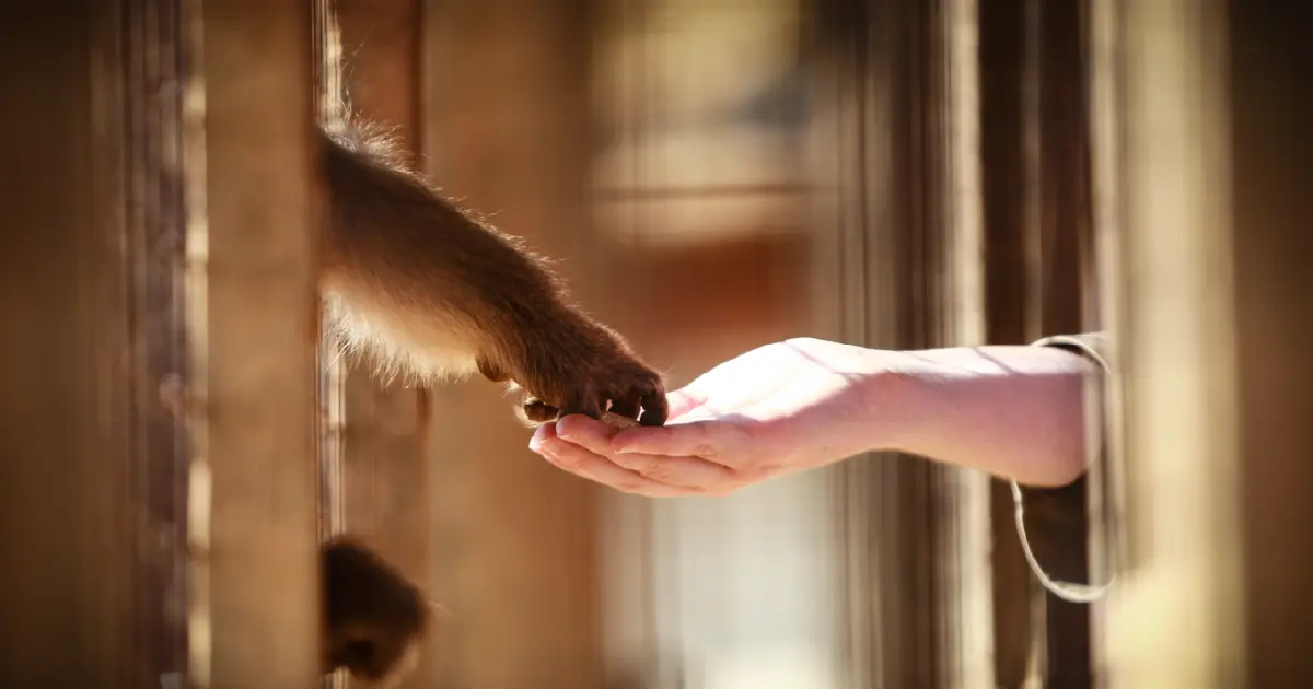 Animal Rights: Advancing Welfare, Protection, and Respect for All Life