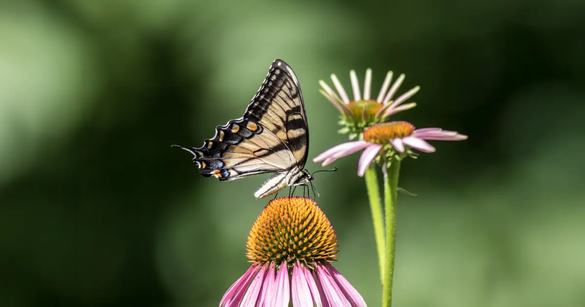Butterflies as Bioindicators of Environmental Change