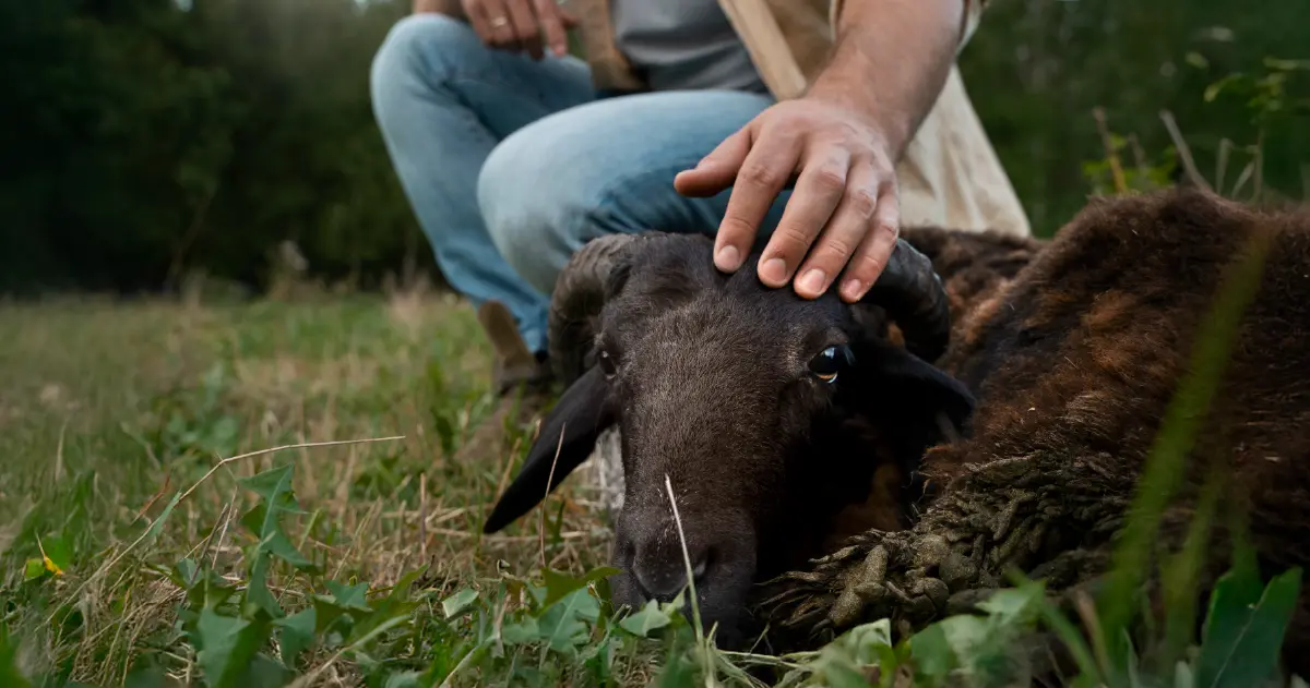Antibiotics and Antimicrobial Resistance: Animals and Us